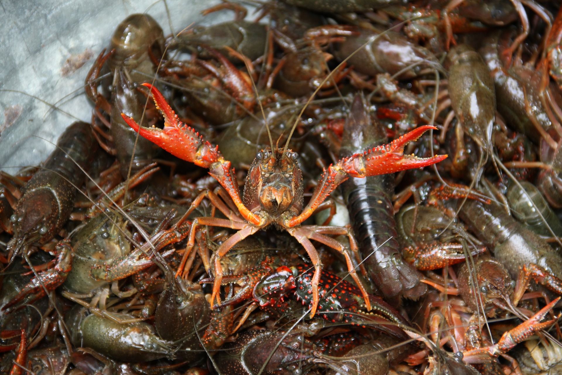 Crawfish harvesting by robot – Greater New Orleans Interfaith Climate ...