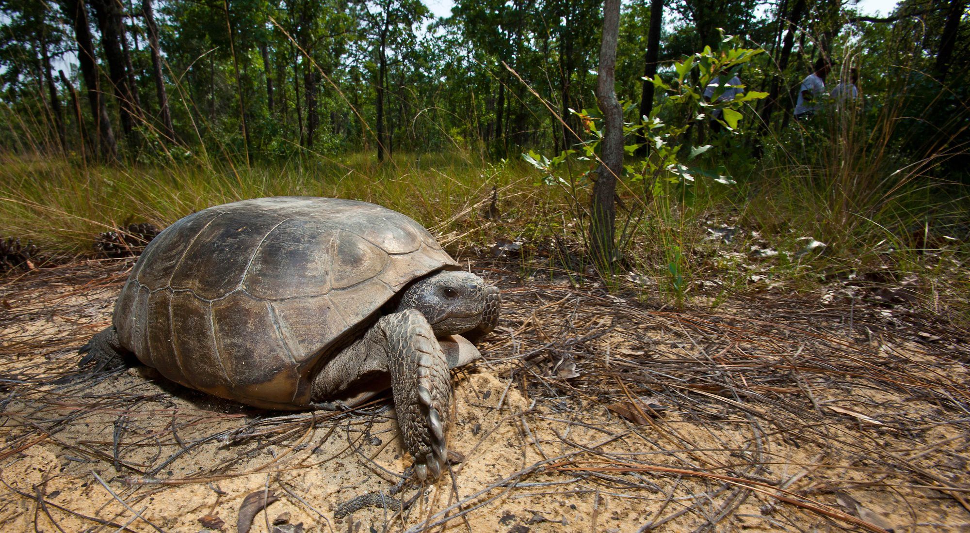 Gopher Tortoise should be on endangered list – Greater New Orleans ...